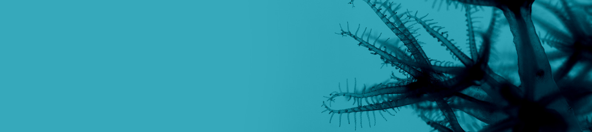 Installing a Ceph Cluster