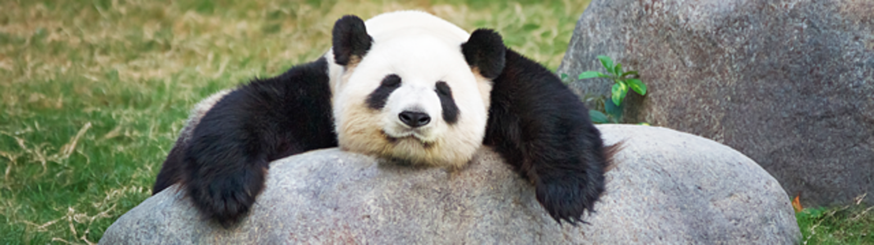 Web Scrapper Using Python